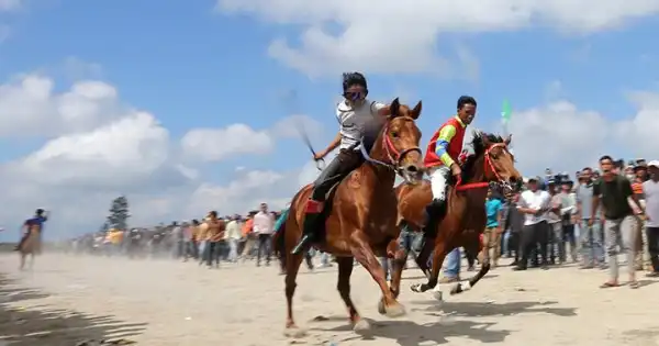 “Pacu Kude” Event Akbar Kebudayaan Tradisional Gayo